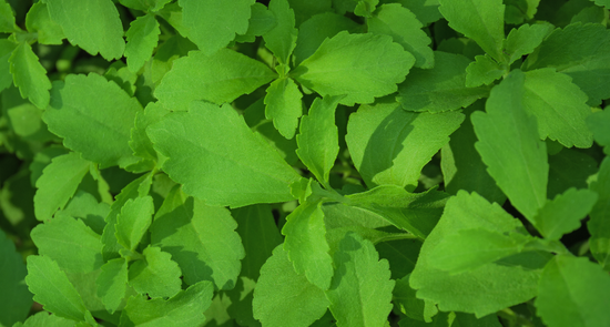 Sugar-Free Stevia Syrup, Maple, 12 servings – SweetLeaf®